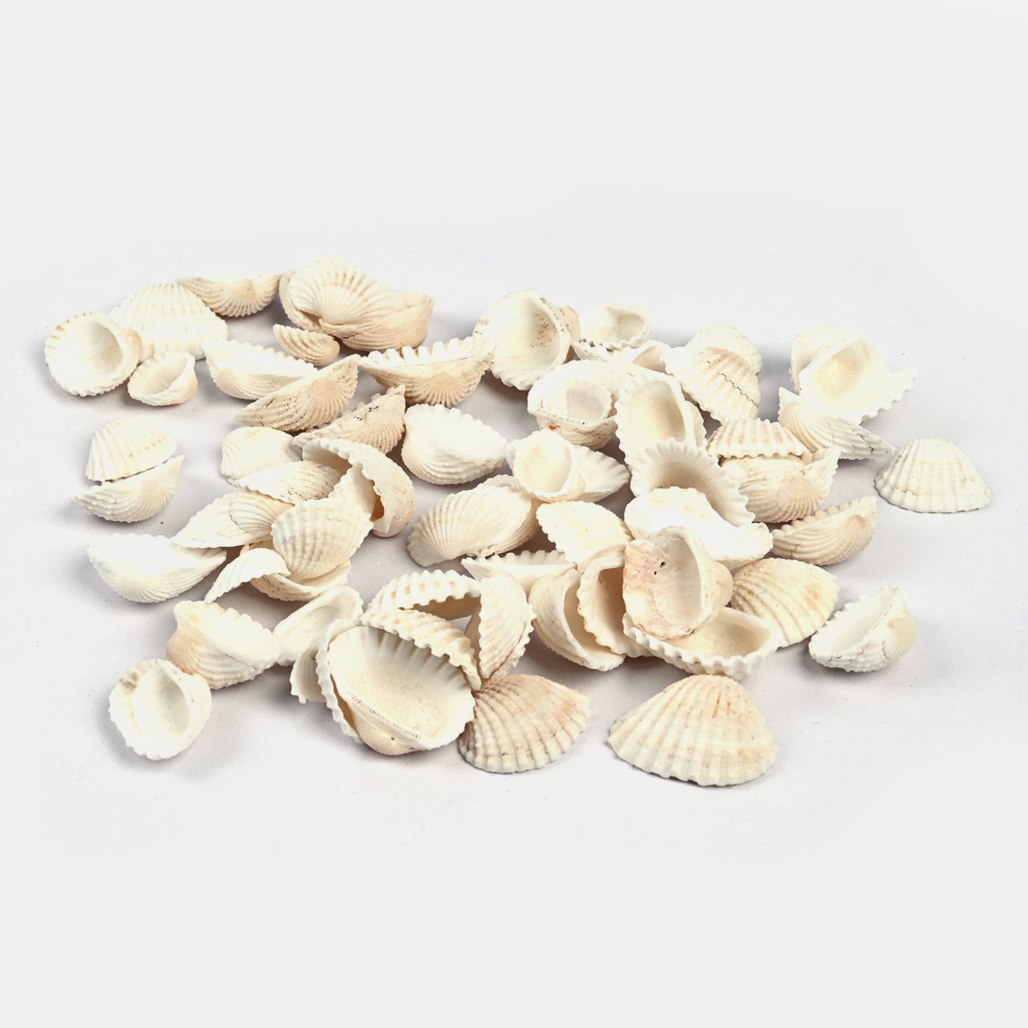 Coastal Beauty Seashell Price in Pakistan | Bachata Party – Bachaa Party